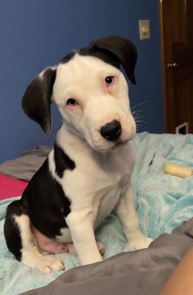 Pups found looking for pawrents by road after being dumped, saved from ...