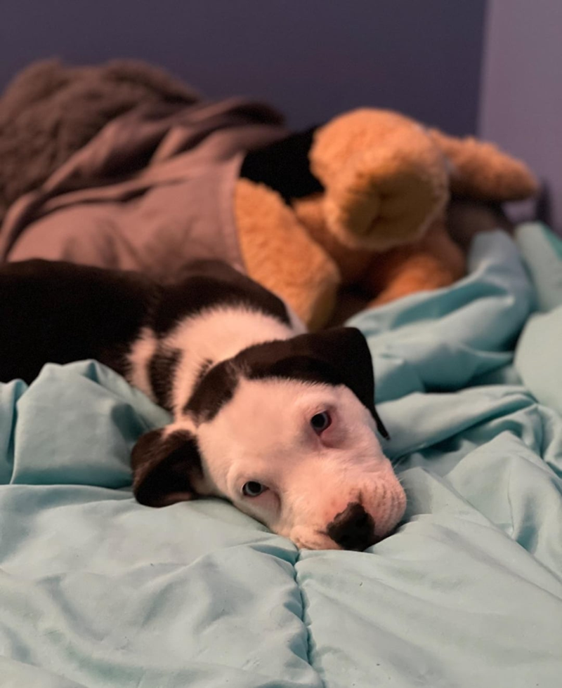 Pups found looking for pawrents by road after being dumped, saved from ...