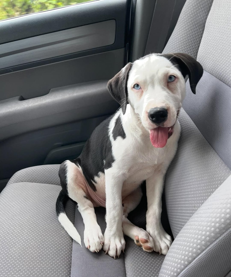 Pups found looking for pawrents by road after being dumped, saved from ...