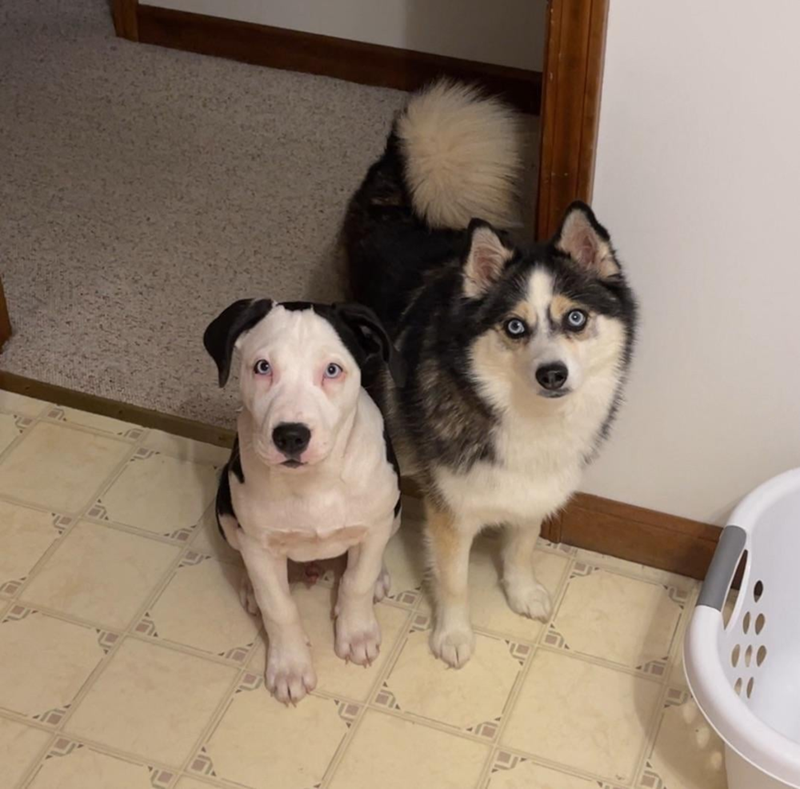 Pups found looking for pawrents by road after being dumped, saved from ...