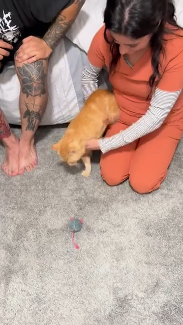 Orange cat dumped in mobile home park finds purrfect furever home ...
