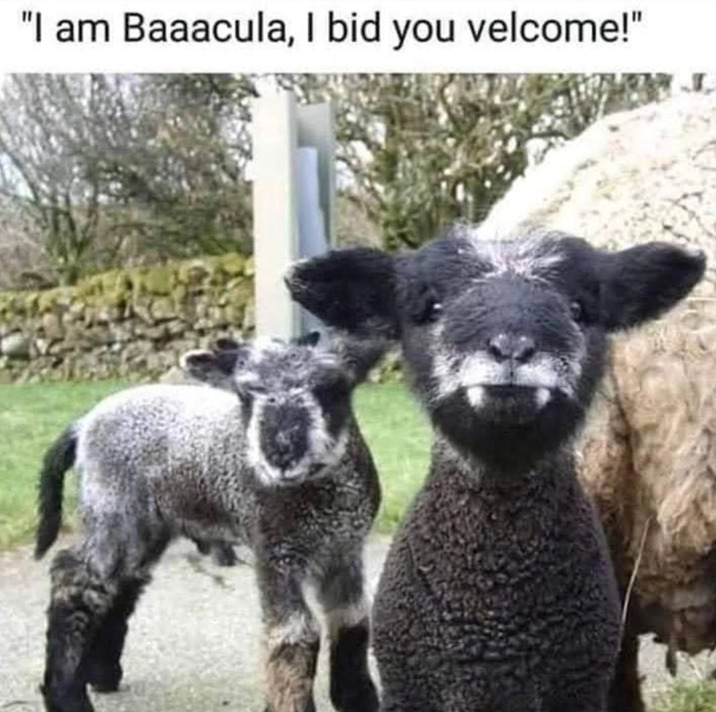 22 Baaa-rilliant Baby Lamb Memes That Bring the Fluffiest Kind of ...