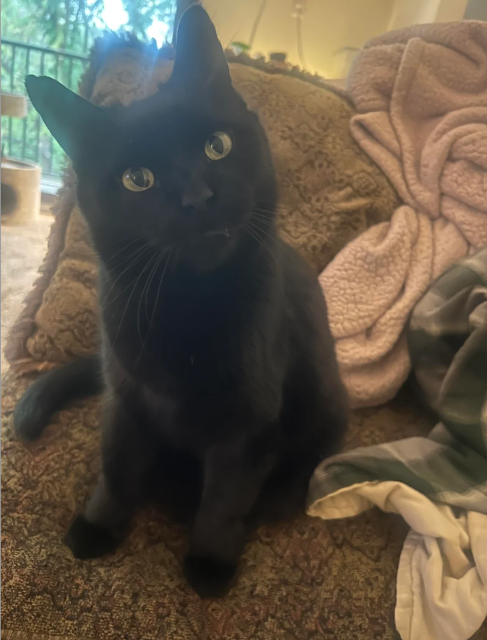 Couple adopts Koda, a survivor of one of the worst hoarding and neglect ...