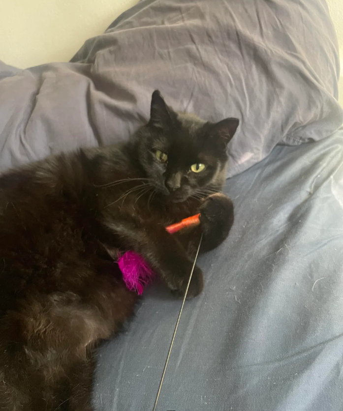 Couple adopts Koda, a survivor of one of the worst hoarding and neglect ...