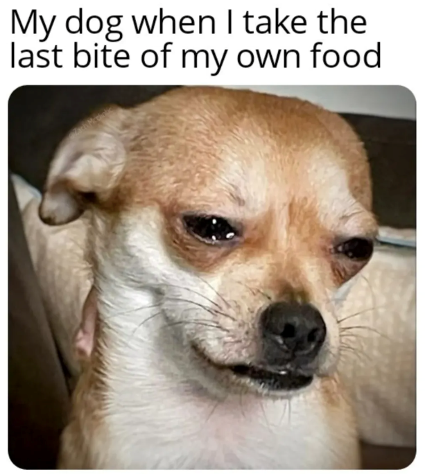 A Secret Stash of 31 Emotional Support Memes to Get You Through the ...