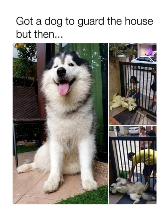 A World Cup of Pet Memes For Soccer Fans With Furballs - Animal Comedy ...