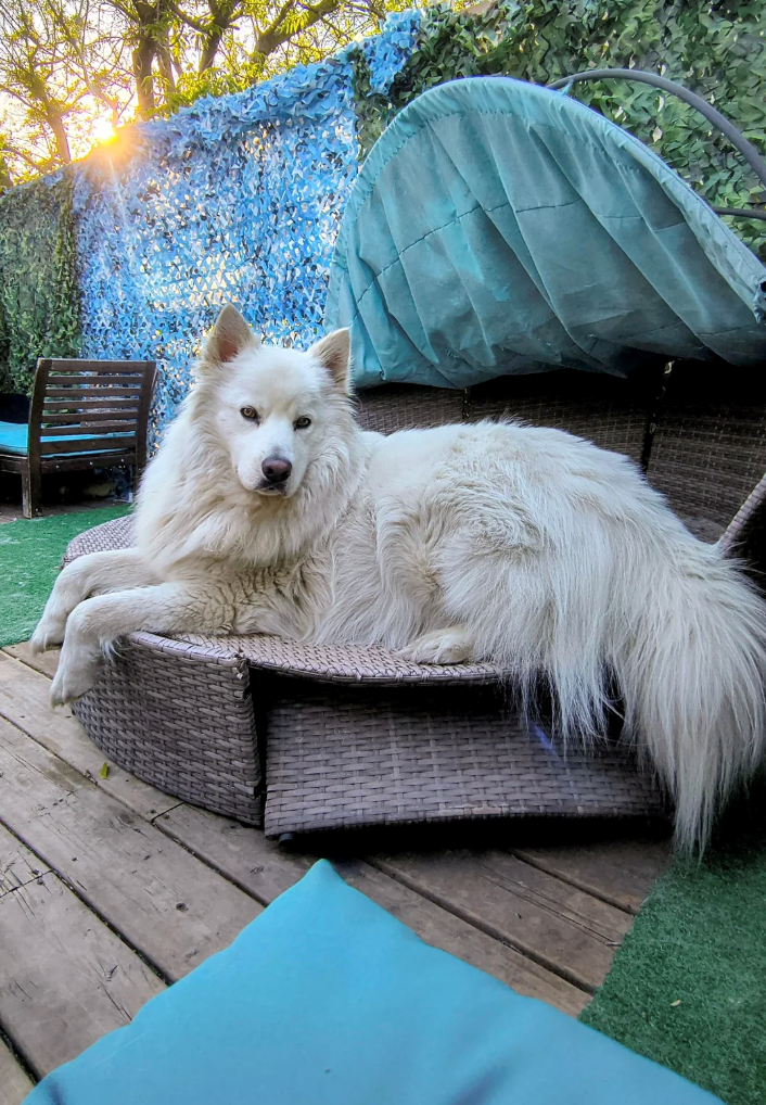 Born feral and rescued by Ontario dog lover in rough shape, this 100 ...