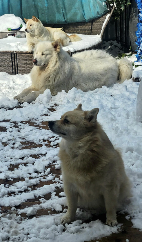 Born feral and rescued by Ontario dog lover in rough shape, this 100 ...