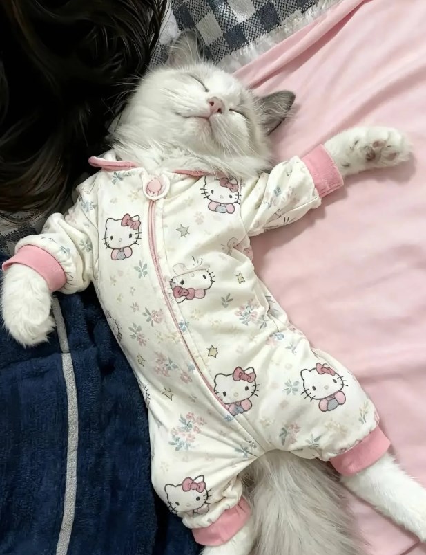 Purr-ty Time! 23 Cats Dressed to Impress for the Costume Party - I Can ...