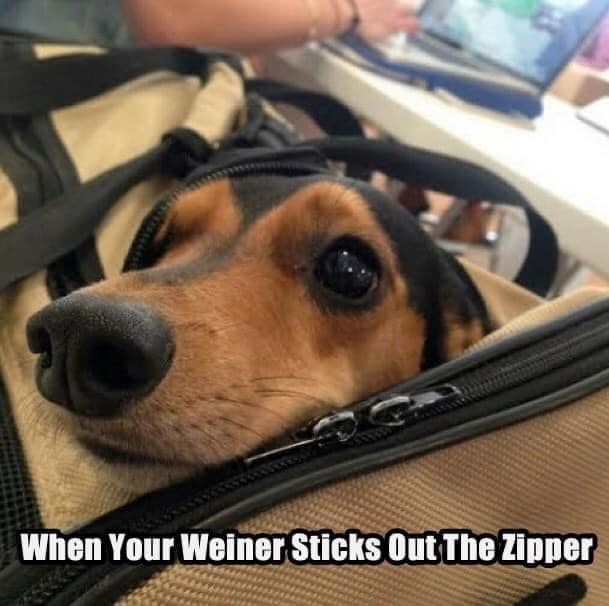 30 Weekend Woofs of Dog Memes for Your Weekly Tail-Wagging Joy - Animal ...