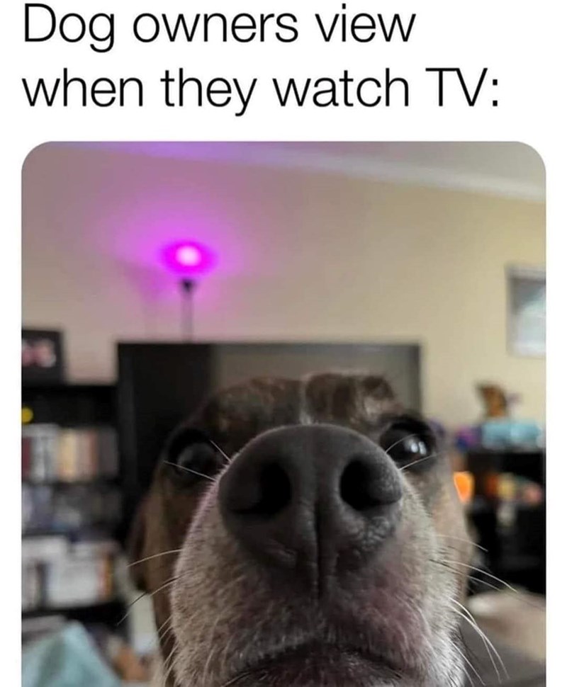 30 Weekend Woofs of Dog Memes for Your Weekly Tail-Wagging Joy - Animal ...