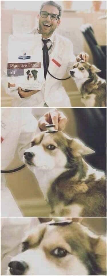 30 Weekend Woofs of Dog Memes for Your Weekly Tail-Wagging Joy - Animal ...