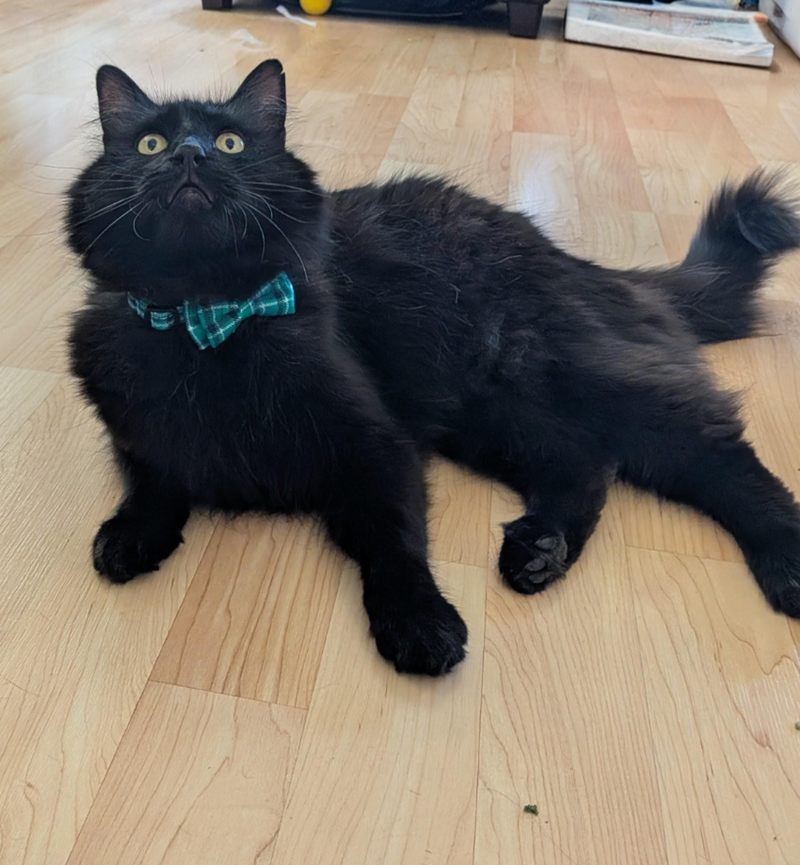 Void stray stares down cat inside home, 6 months later he returns and ...