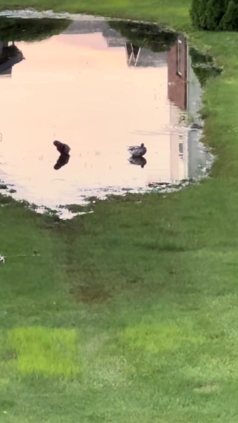Sad duck spotted standing in the middle of an empty pond, until rain ...