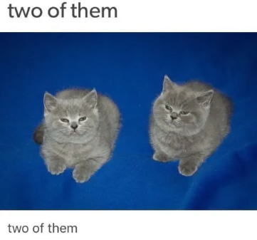 22 Twin Cat Memes to Send Your Twin Who Shares Your One Brain Cell - I ...