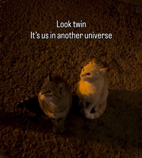 22 Twin Cat Memes to Send Your Twin Who Shares Your One Brain Cell - I ...