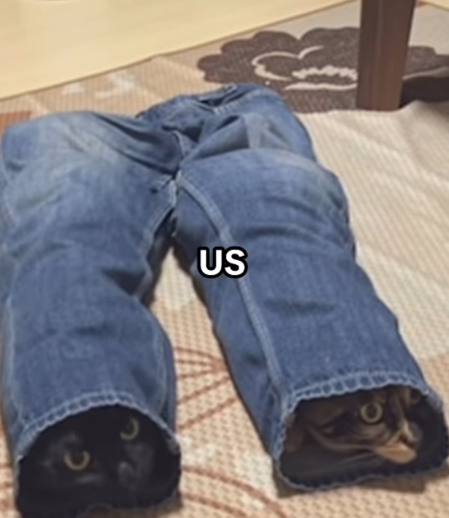22 Twin Cat Memes to Send Your Twin Who Shares Your One Brain Cell - I ...