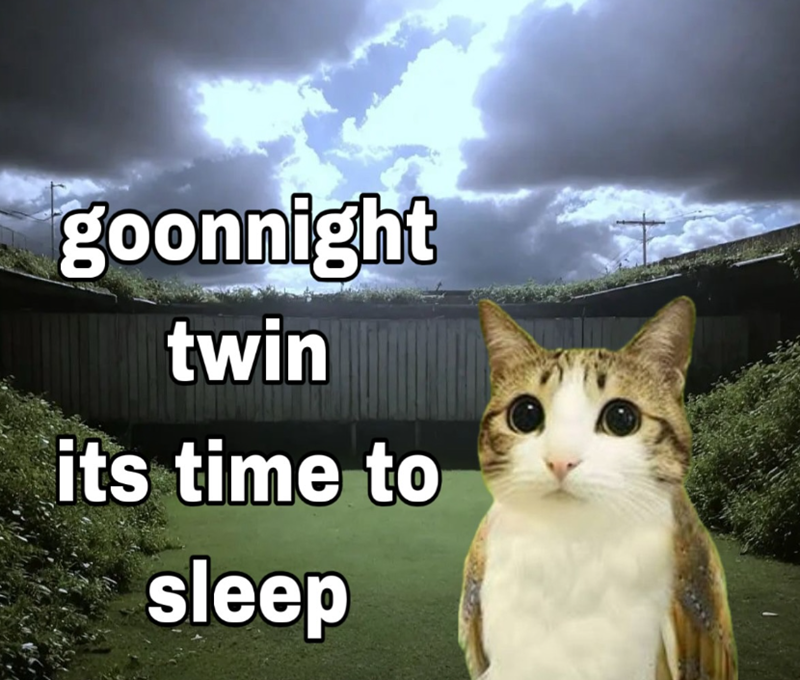 22 Twin Cat Memes to Send Your Twin Who Shares Your One Brain Cell - I ...