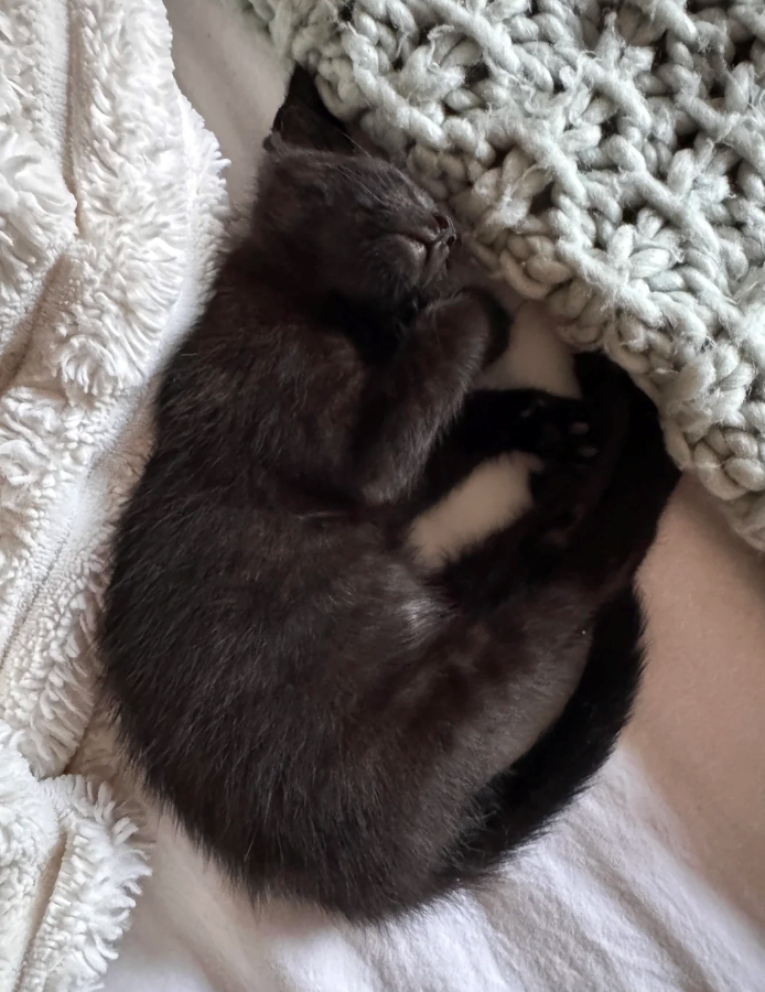 A shy little girl struggling with confidence helped a rescued black ...