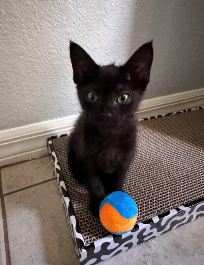 A shy little girl struggling with confidence helped a rescued black ...