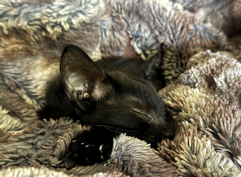 A shy little girl struggling with confidence helped a rescued black ...