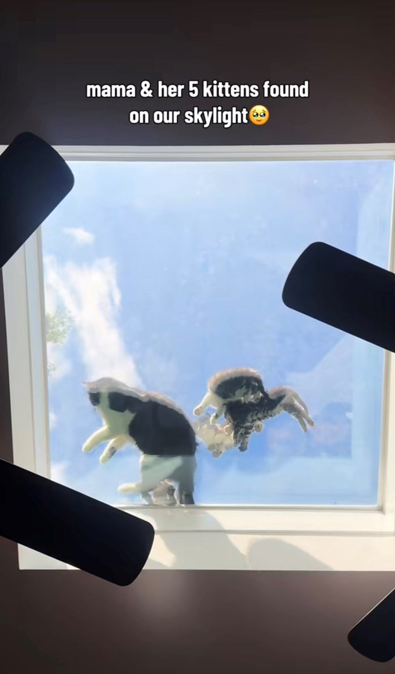 Mama cat cares for her five kittens on top of hooman's skylight, hooman ...