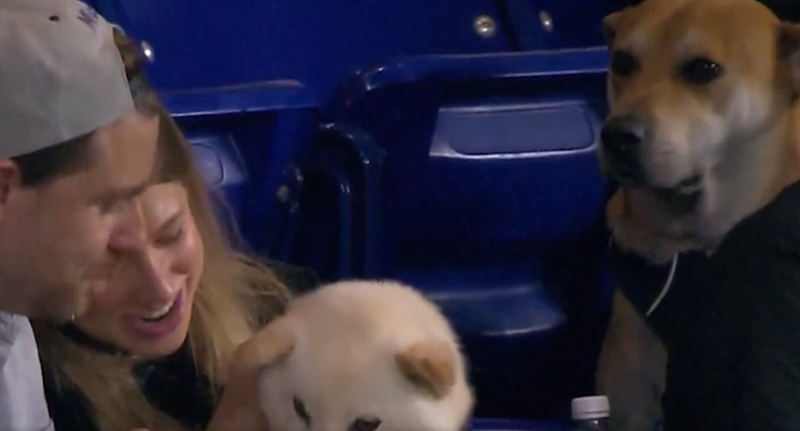 Dog's heartbroken reaction to watching another pup eat a hot dog at ...