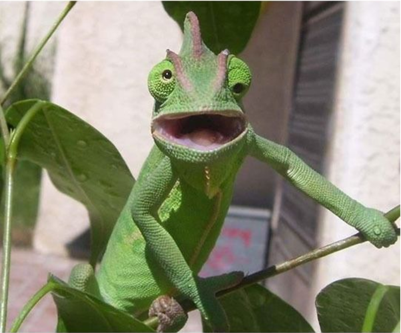 Funny Images Photos Of Shocked Animals 15 Chistosas Expresiones De