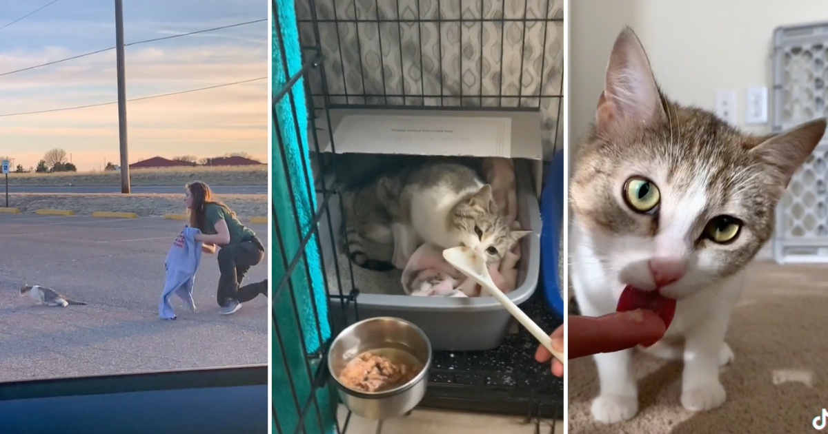 Woman Demonstrates Impeccable Patience As She Rescues And Rehabilitates ...