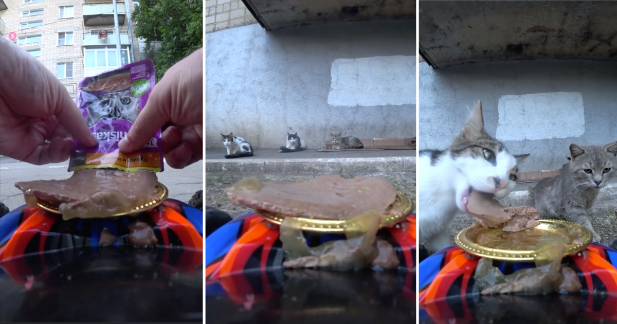 Man Uses Remote Controlled Toy Car To Deliver Food To Stray Cats - I ...