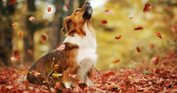 These Gorgeous Photos of Dogs Prove That Autumn Is the Most Beautiful ...