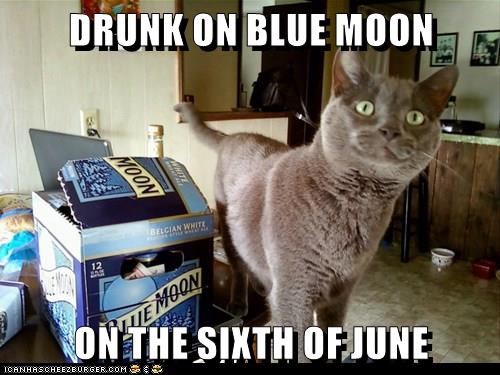 Moon June - Lolcats - lol | cat memes | funny cats | funny cat pictures ...