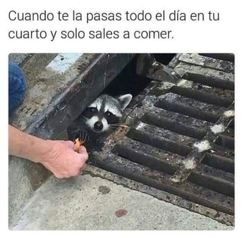 Y esta es solo de memazos - Loquillo