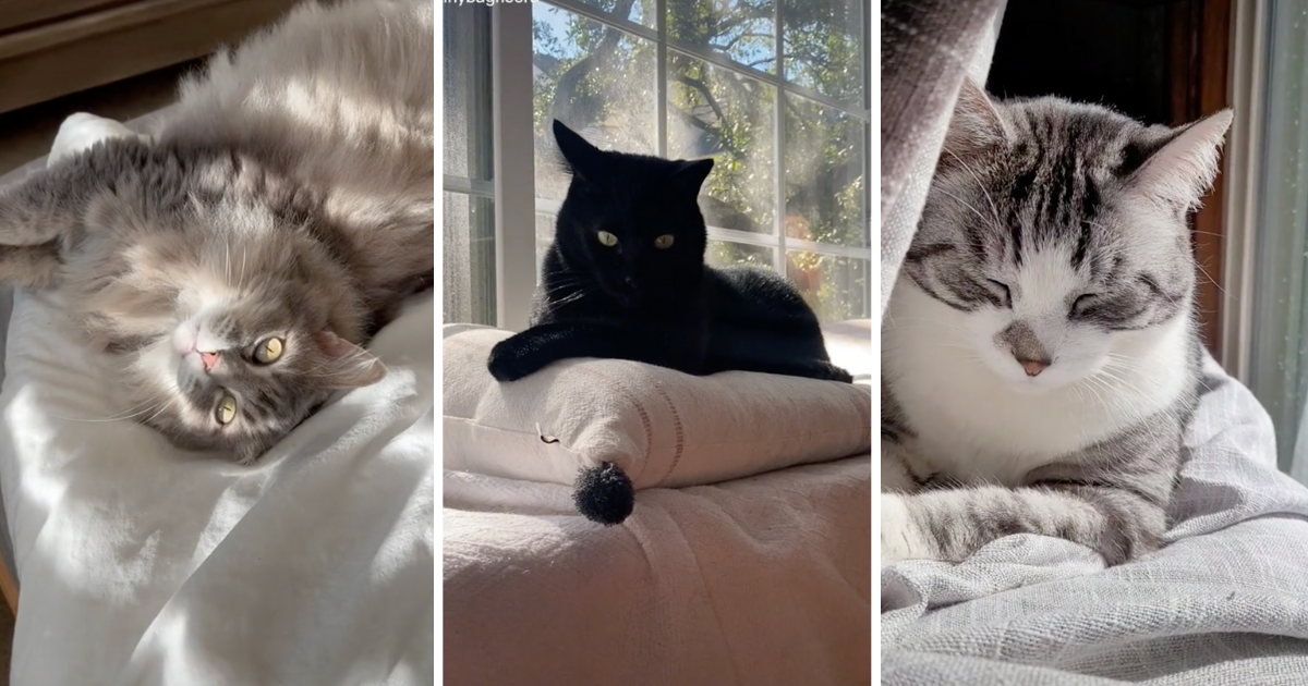 Handsome Bobandsome Cats Love Bathing And Tanning Under The Sun - I Can ...