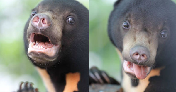 This Rescued Bear Cub Had the Silliest Photoshoot of All Time - I Can ...