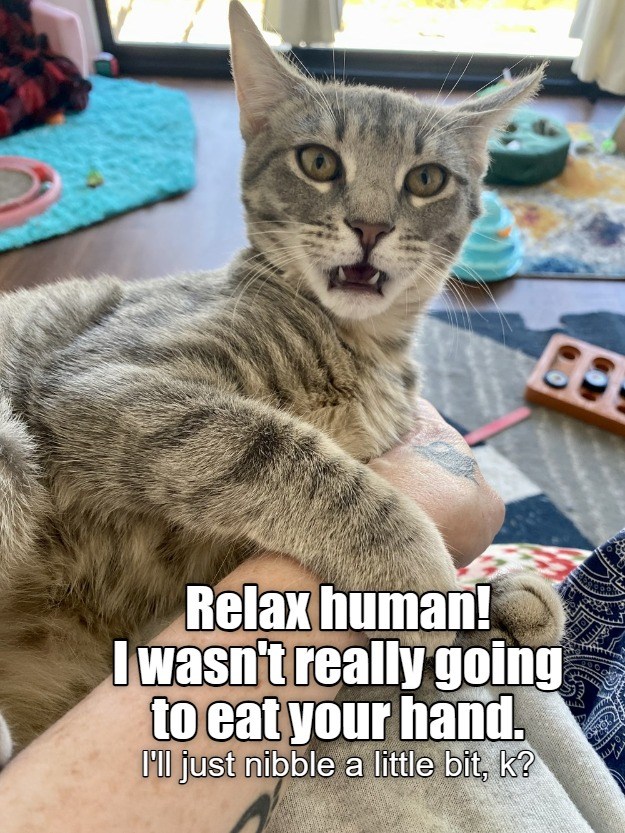 Relax - Lolcats - lol | cat memes | funny cats | funny cat pictures ...