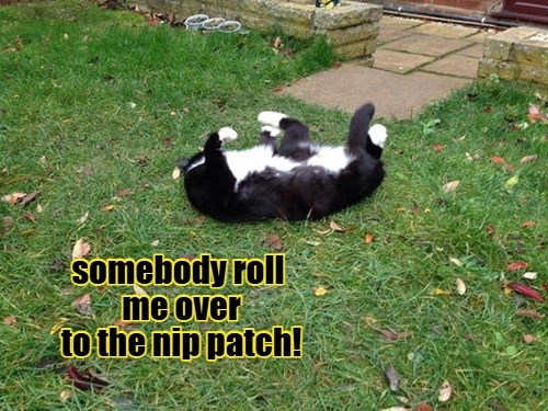 Help - Lolcats - lol | cat memes | funny cats | funny cat pictures with ...