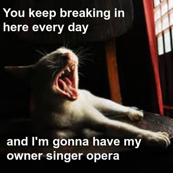 He sings bass - Lolcats - lol | cat memes | funny cats | funny cat ...