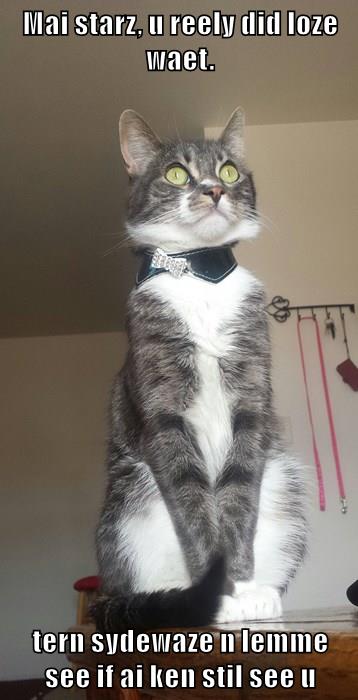 Oh no - Lolcats - lol | cat memes | funny cats | funny cat pictures ...