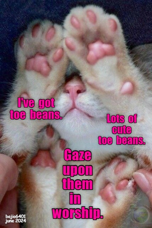 Beanzzz - Lolcats - lol | cat memes | funny cats | funny cat pictures ...