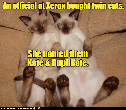 Twin cats - Lolcats - lol | cat memes | funny cats | funny cat pictures ...