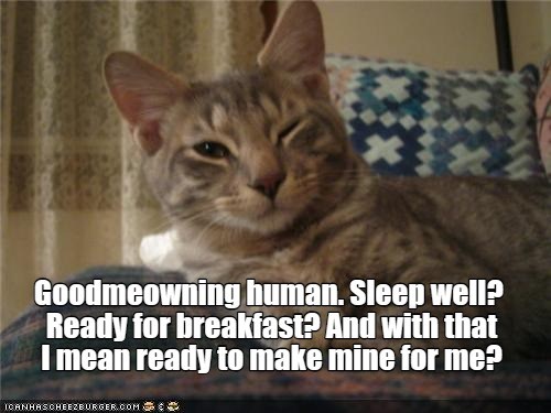 Goodmeowning human - I Can Has Cheezburger?