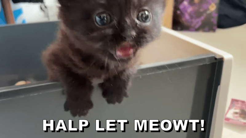 Let him out! - Lolcats - lol | cat memes | funny cats | funny cat ...