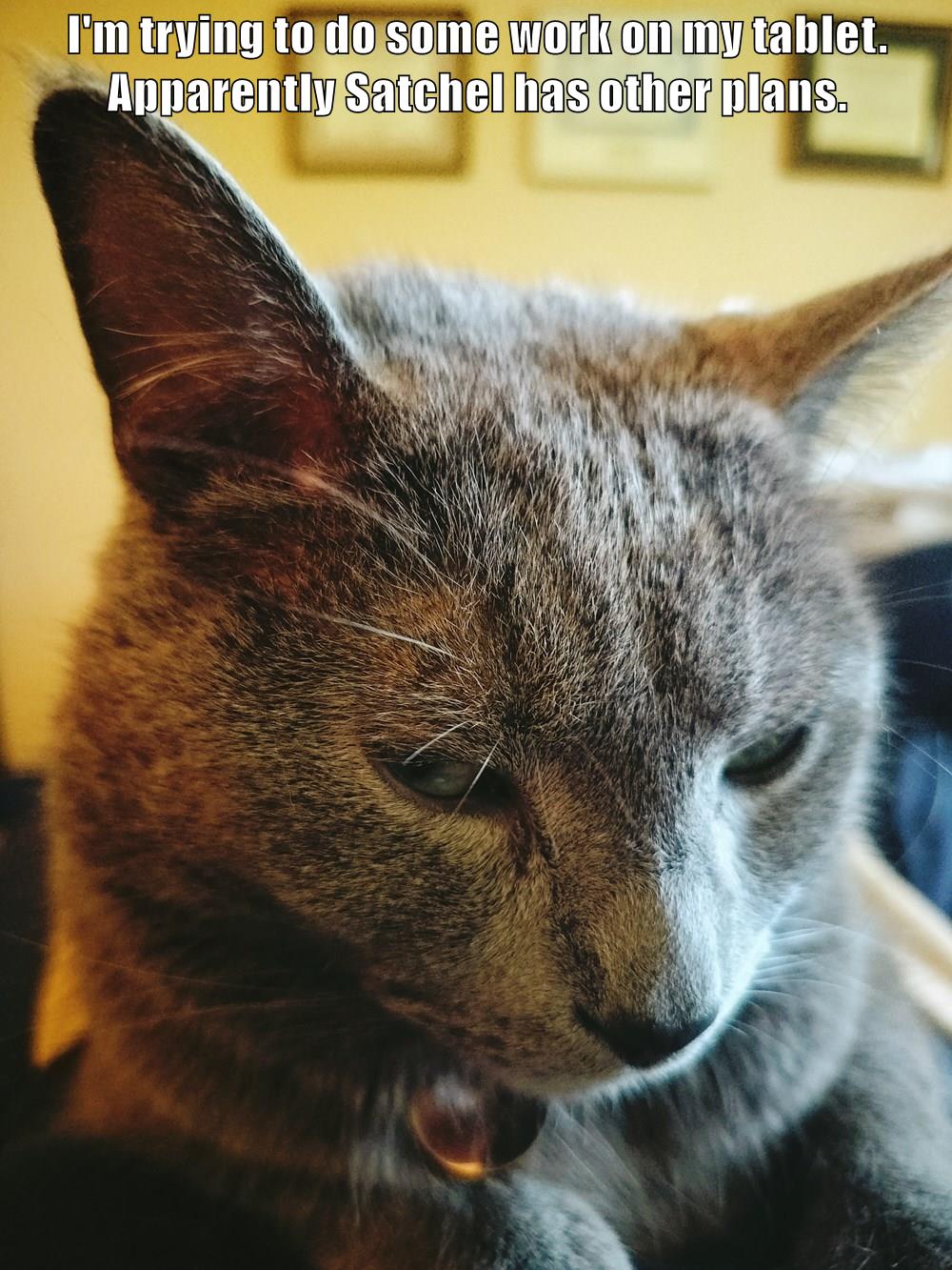 Someone wants attention - Lolcats - lol | cat memes | funny cats ...