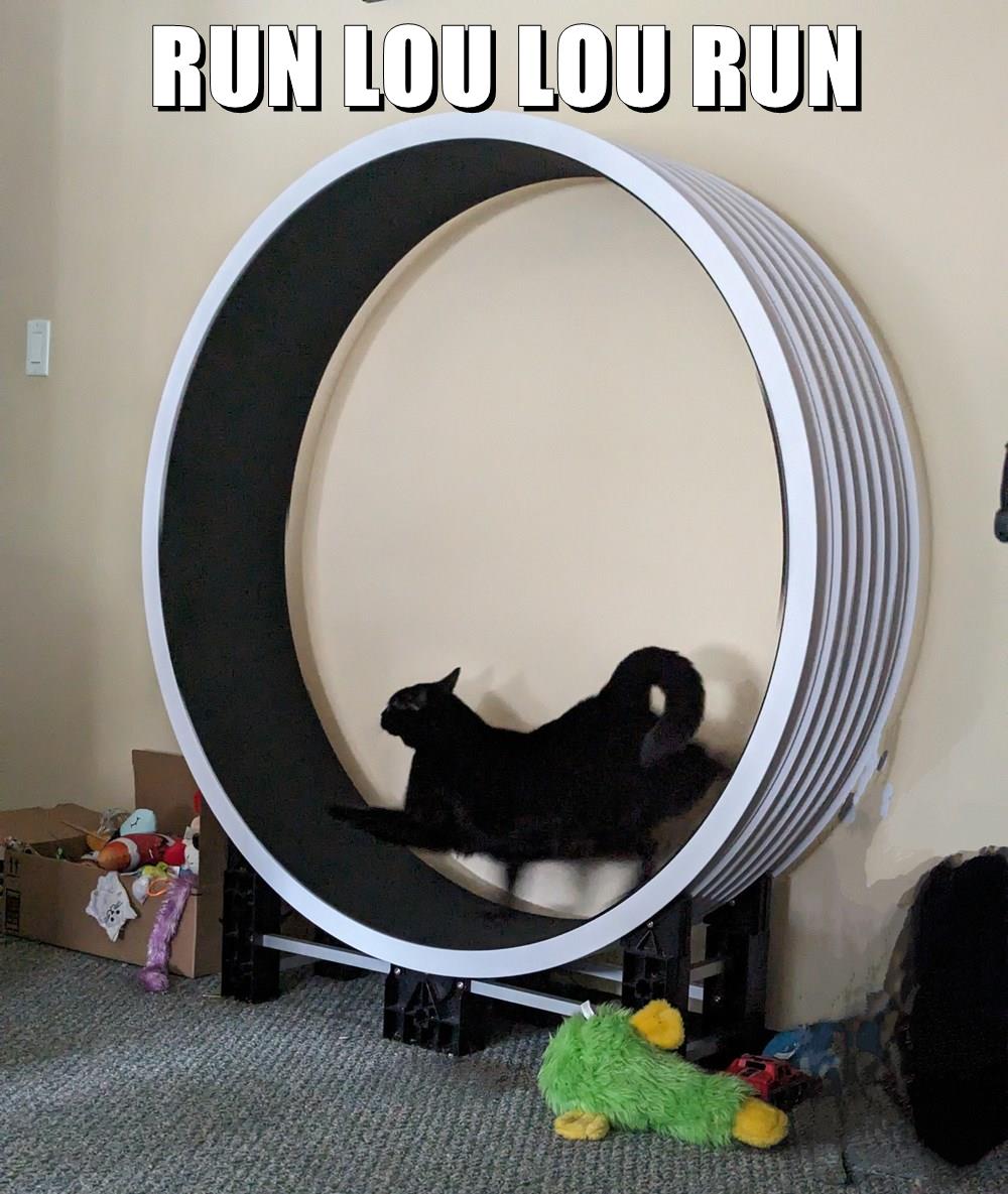 Run - Lolcats - lol | cat memes | funny cats | funny cat pictures with ...