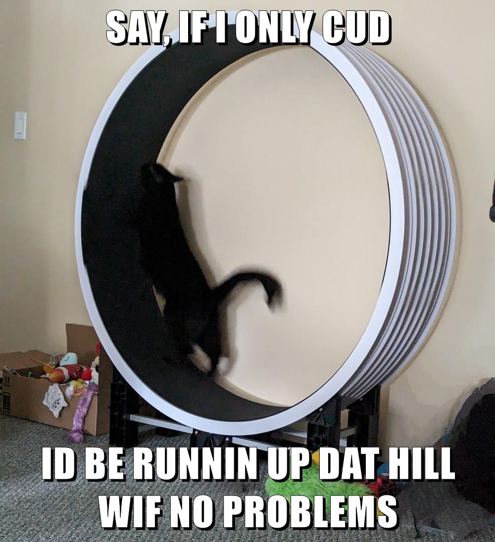 If only I could - Lolcats - lol | cat memes | funny cats | funny cat ...