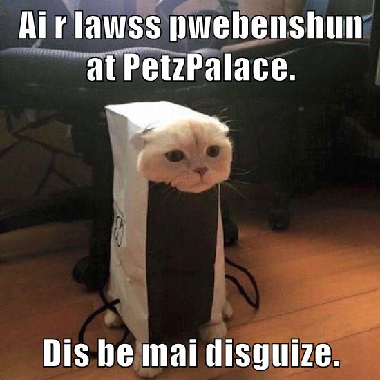 Disguise - Lolcats - lol | cat memes | funny cats | funny cat pictures ...