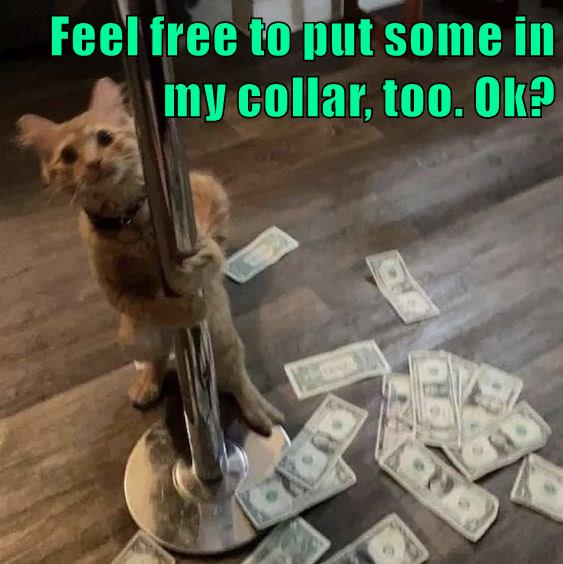 Feel free - Lolcats - lol | cat memes | funny cats | funny cat pictures ...