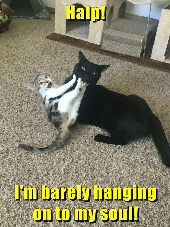 Halp! - Lolcats - lol | cat memes | funny cats | funny cat pictures ...