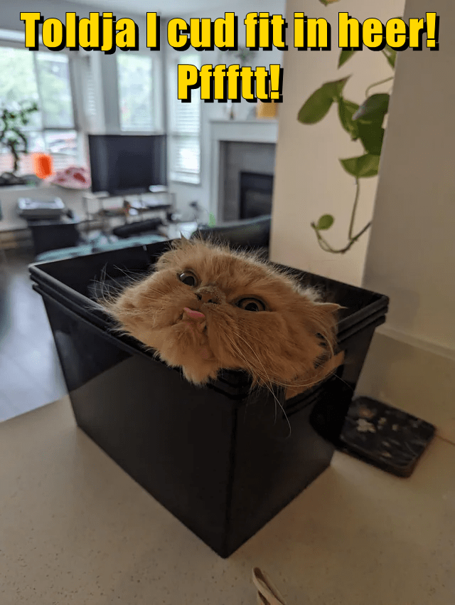 If I fits, I sits - Lolcats - lol | cat memes | funny cats | funny cat ...